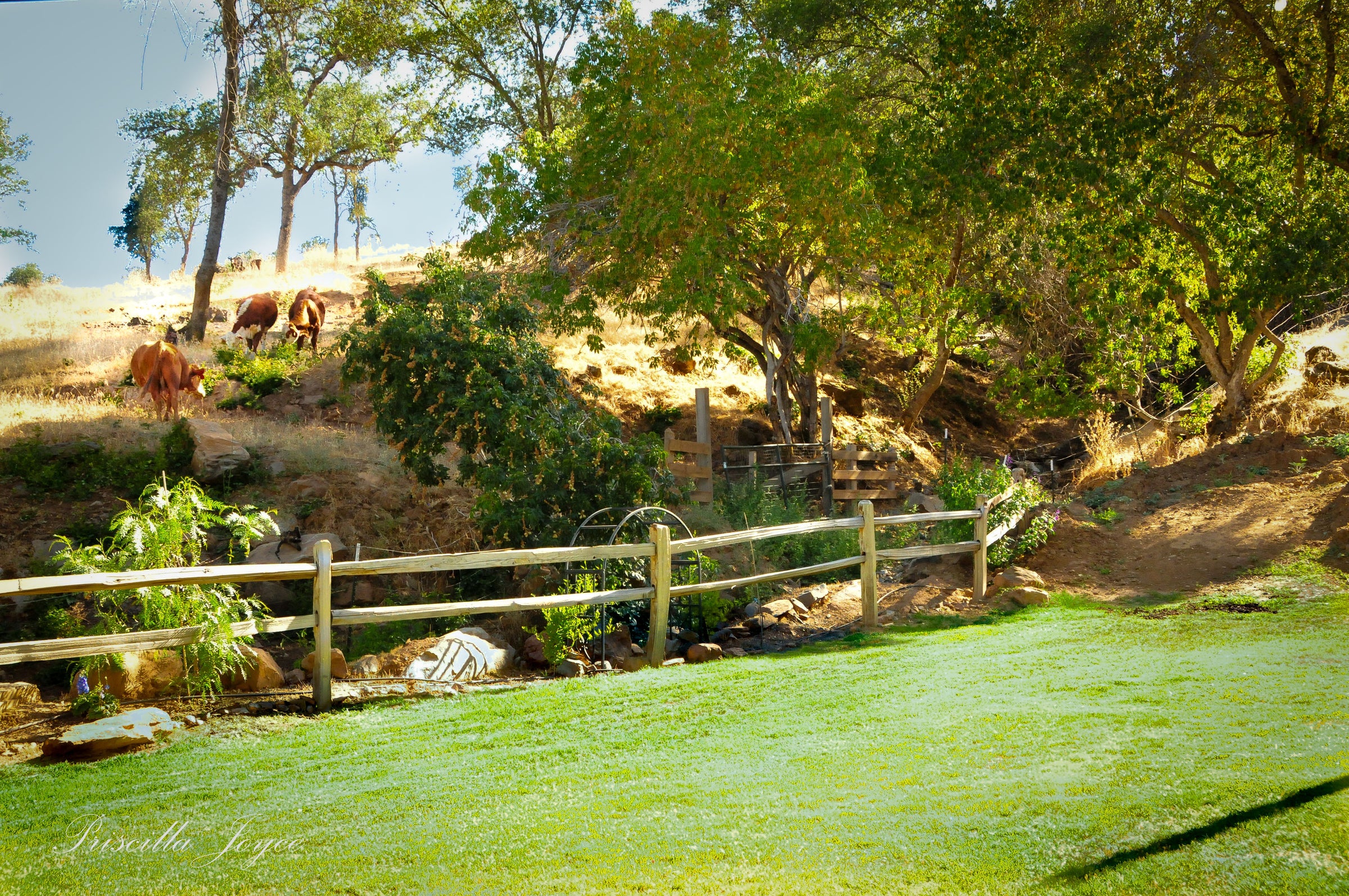 Home | 5 Ez Ranch & Events