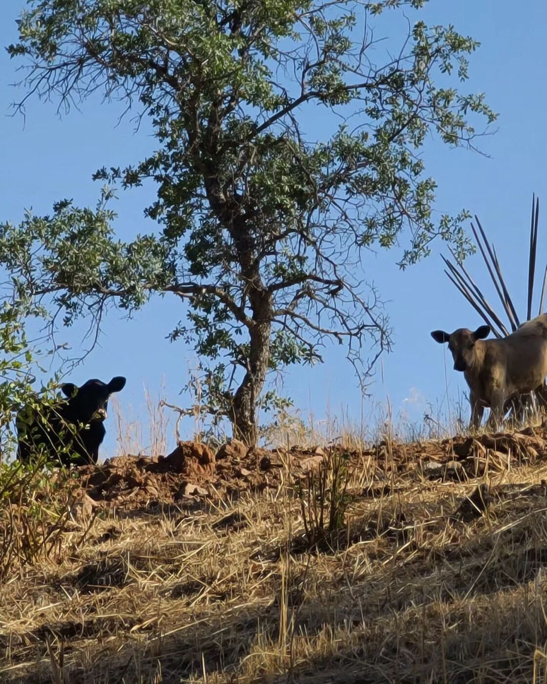 Home | 5 Ez Ranch & Events